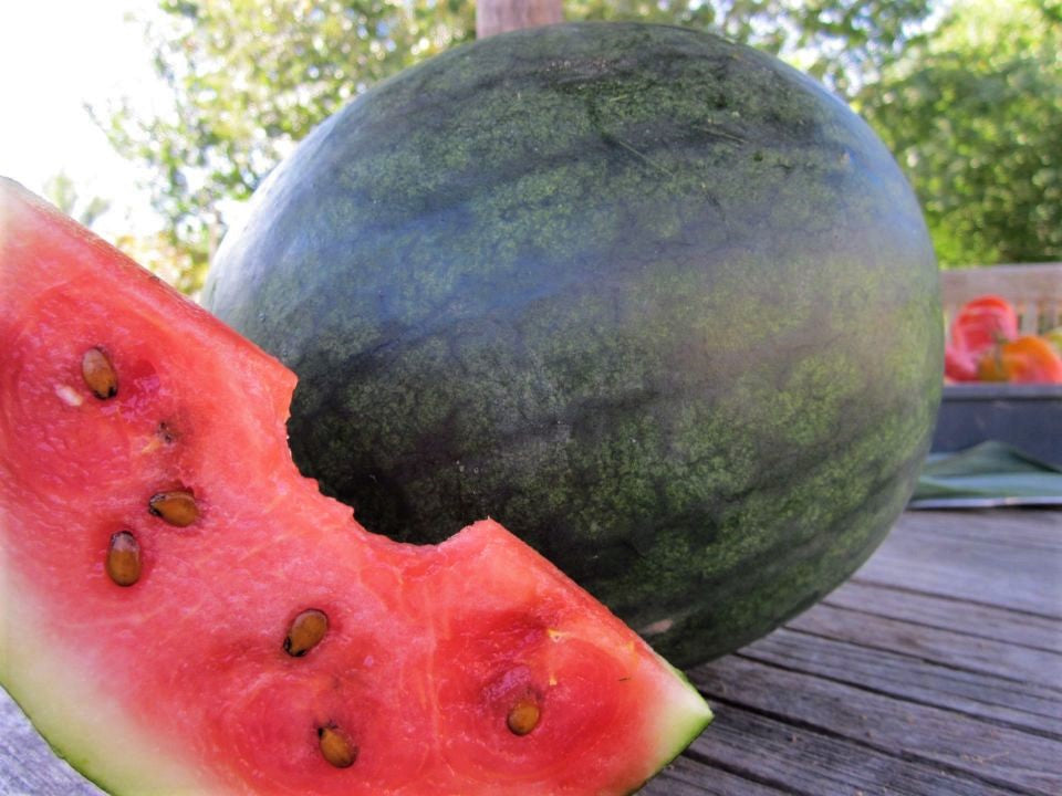 Watermelon – Hawthorn Farm