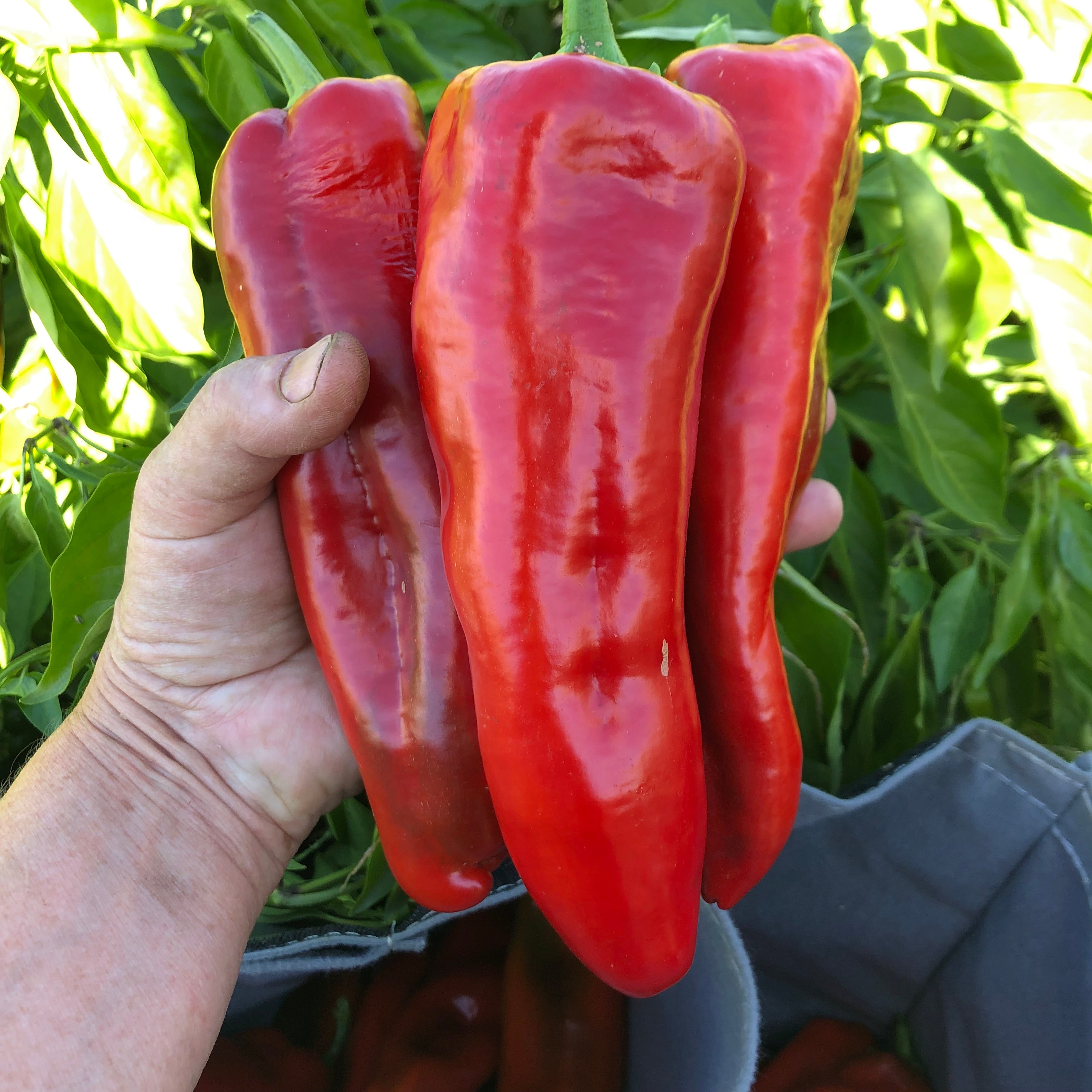 Corno di Toro Rosso Sweet Pepper – Hawthorn Farm