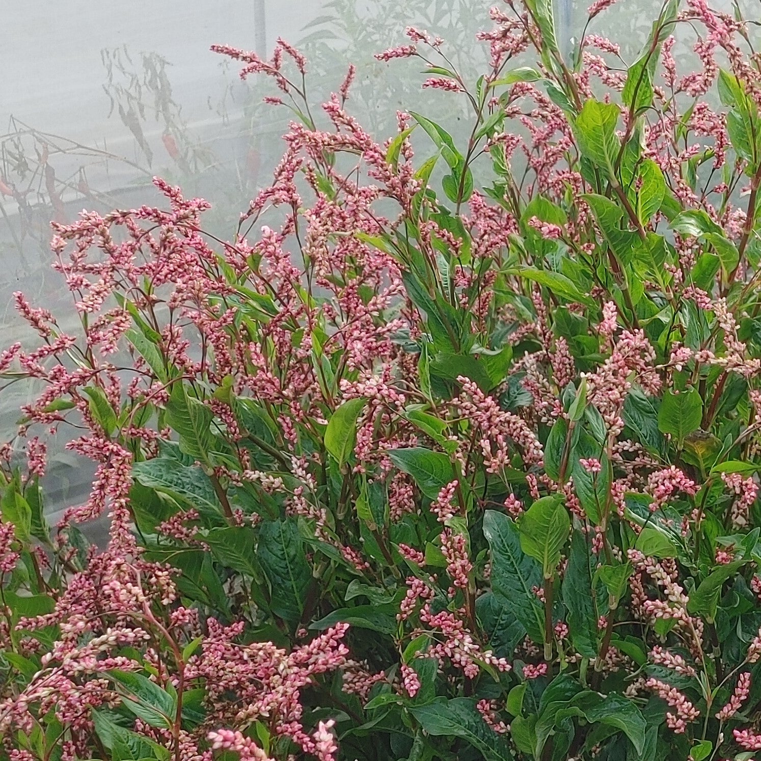 Japanese Indigo – Hawthorn Farm