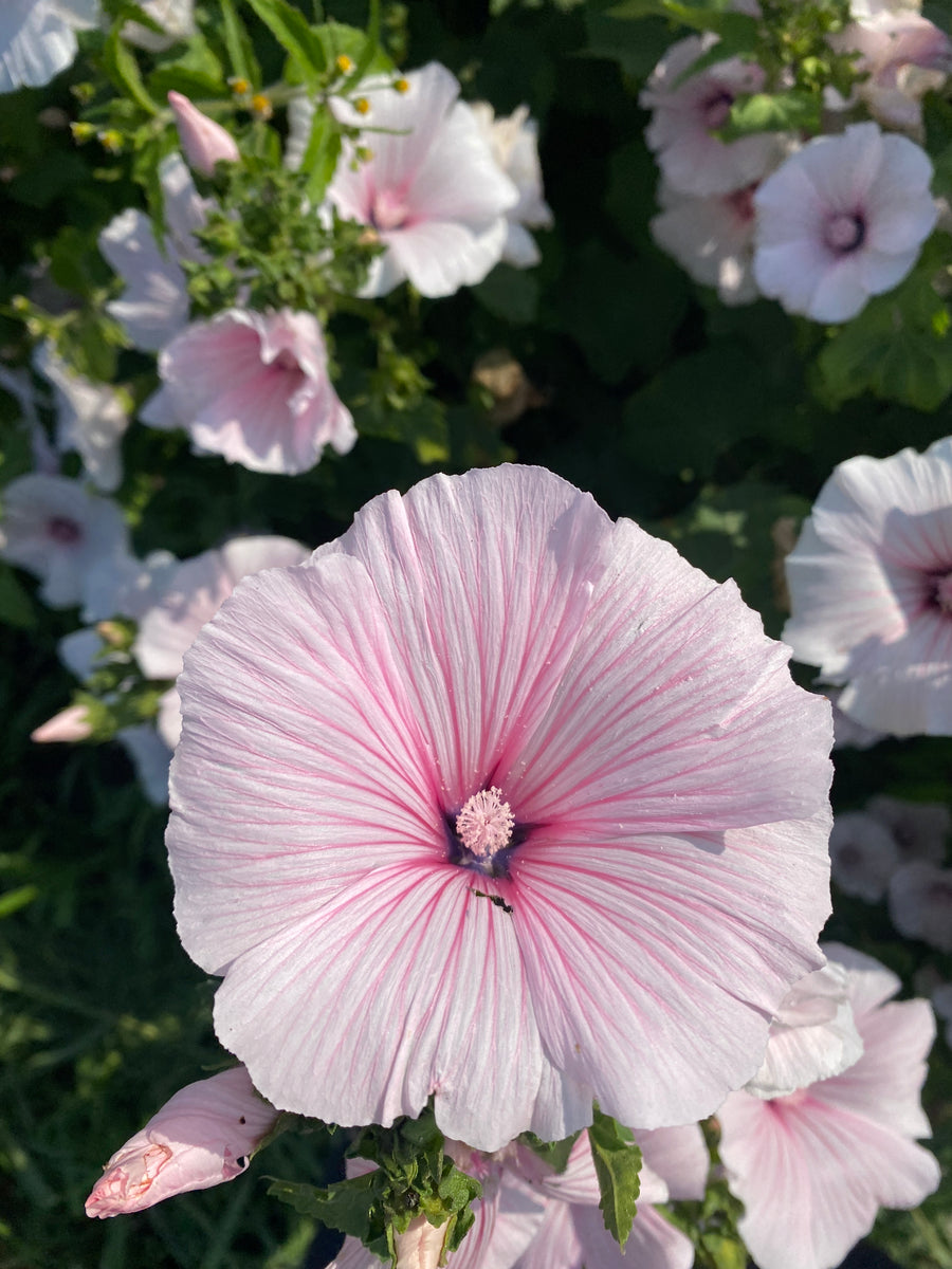 Lavatera - Pink Regis – Hawthorn Farm
