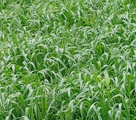 Cover crop seeds – Hawthorn Farm