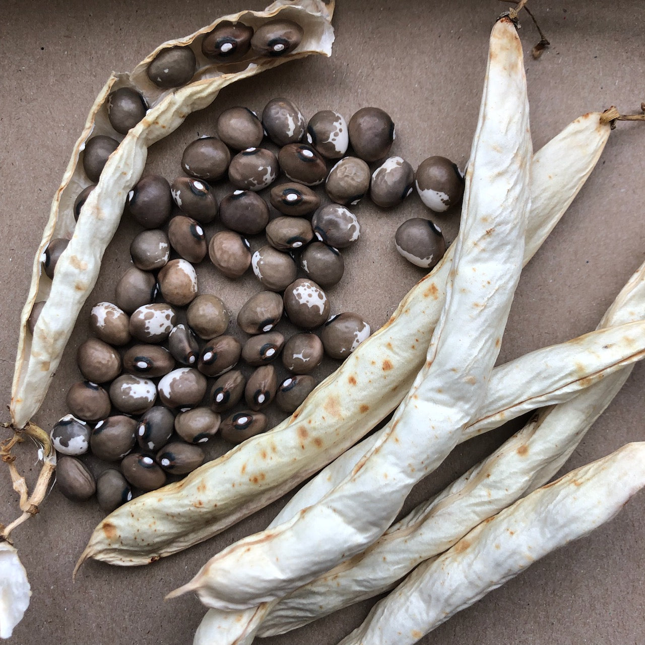Pelligrini Pole Bean – Hawthorn Farm
