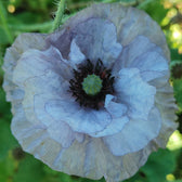 Poppy - Amazing Grey Shirley Poppy – Hawthorn Farm