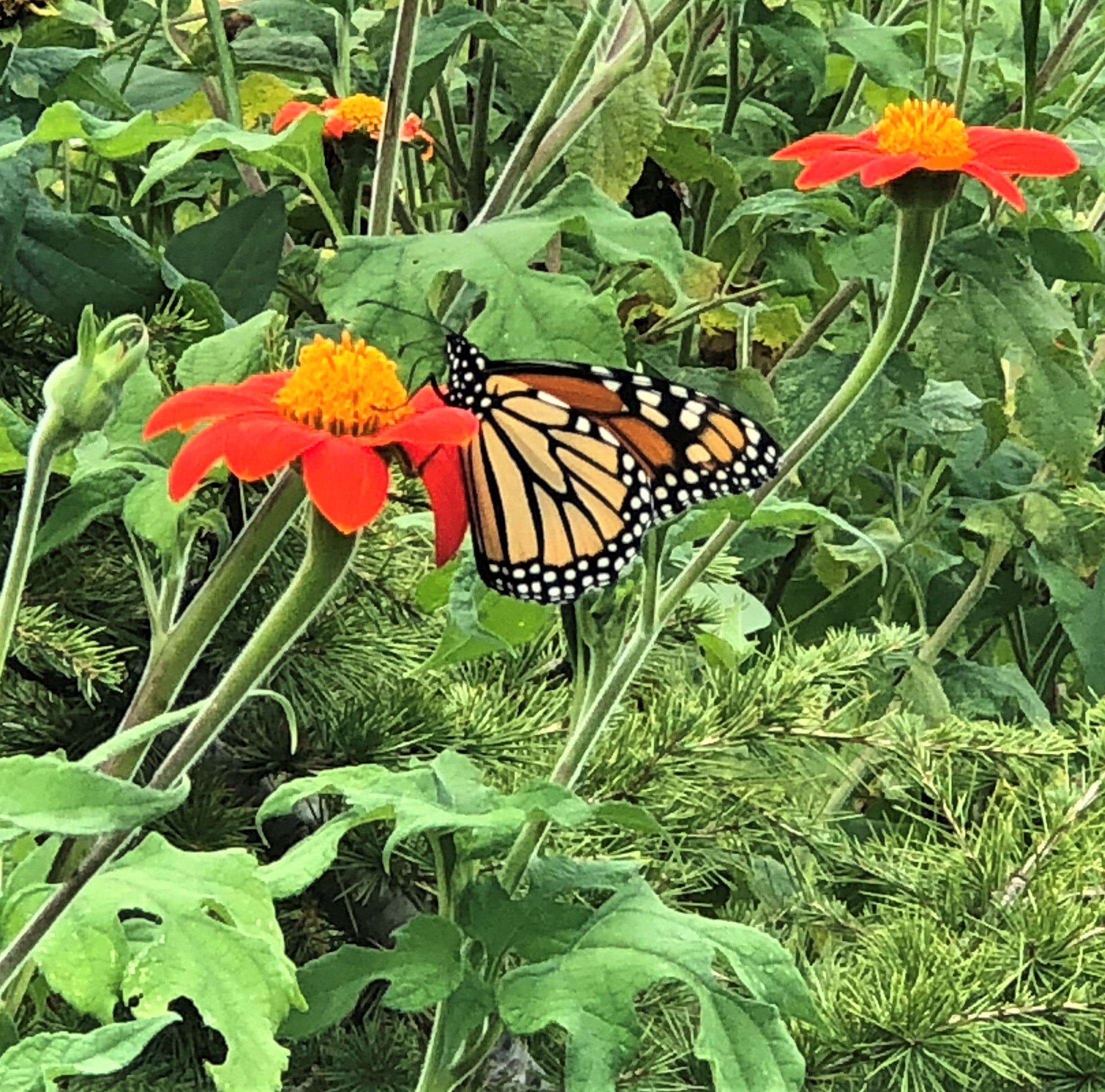 Torchlight Mexican Sunflower (aka Tithonia) – Hawthorn Farm