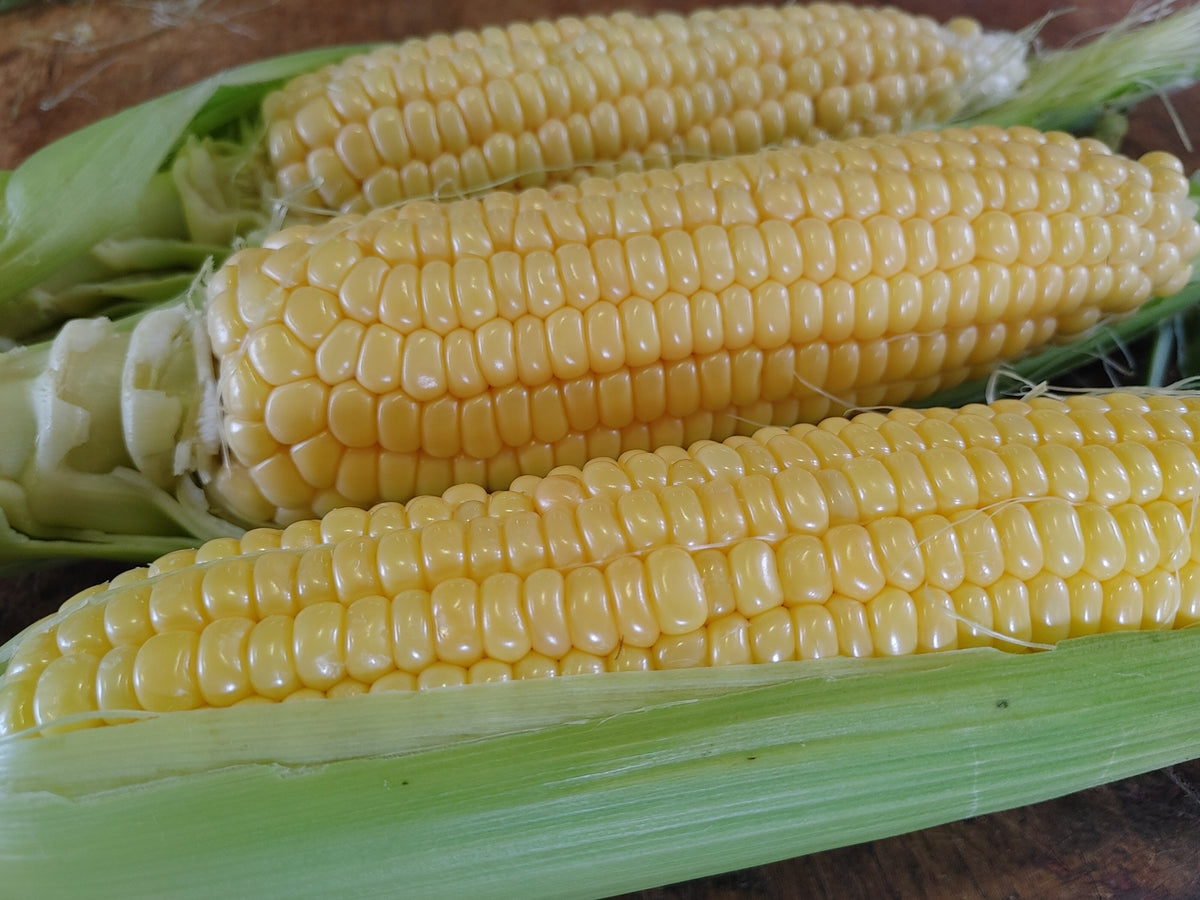True Gold Sweet Corn – Hawthorn Farm