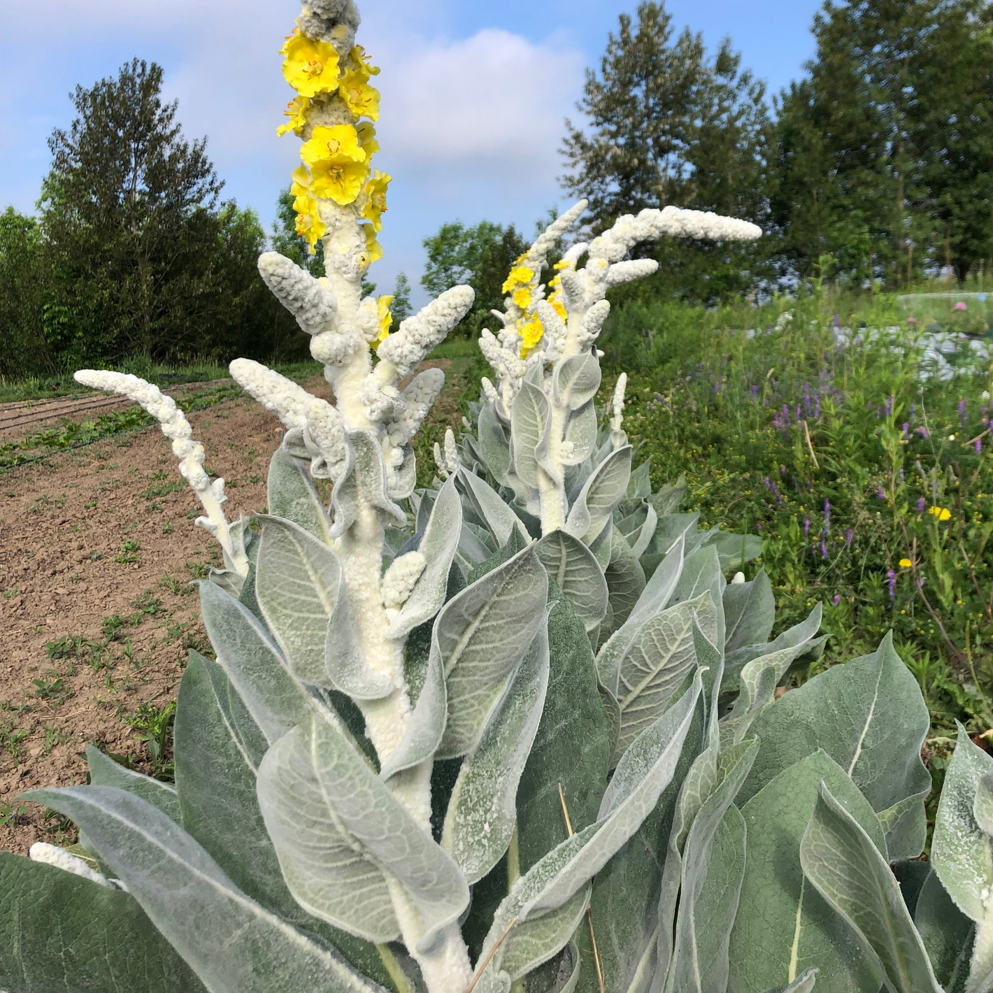Hawthorn Farm Organic Seeds