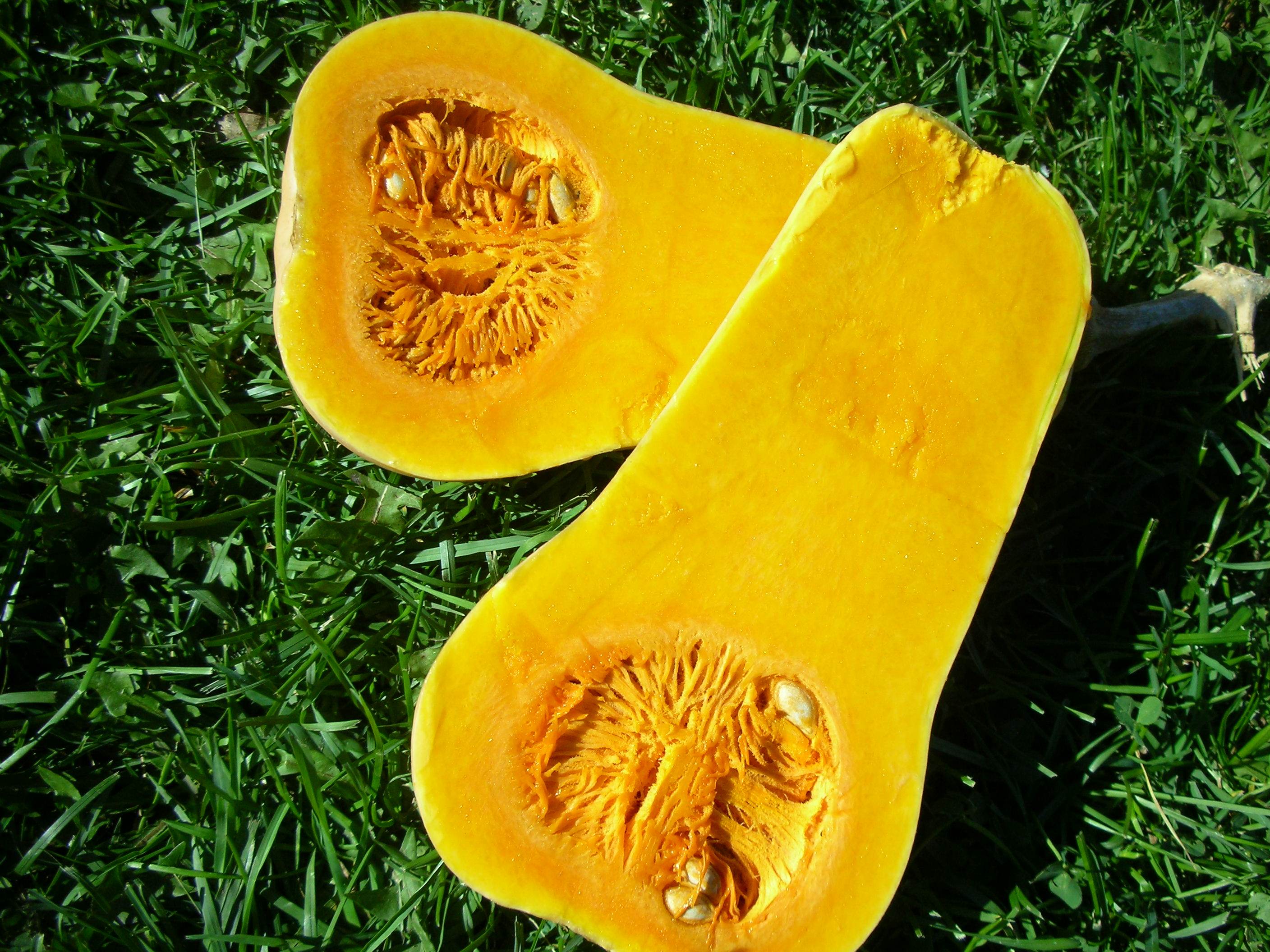 Butternut Early Remix – Hawthorn Farm