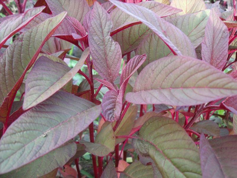 Amaranth - Polish – Hawthorn Farm