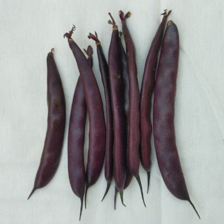 Blooming Prairie Filet Bean – Hawthorn Farm