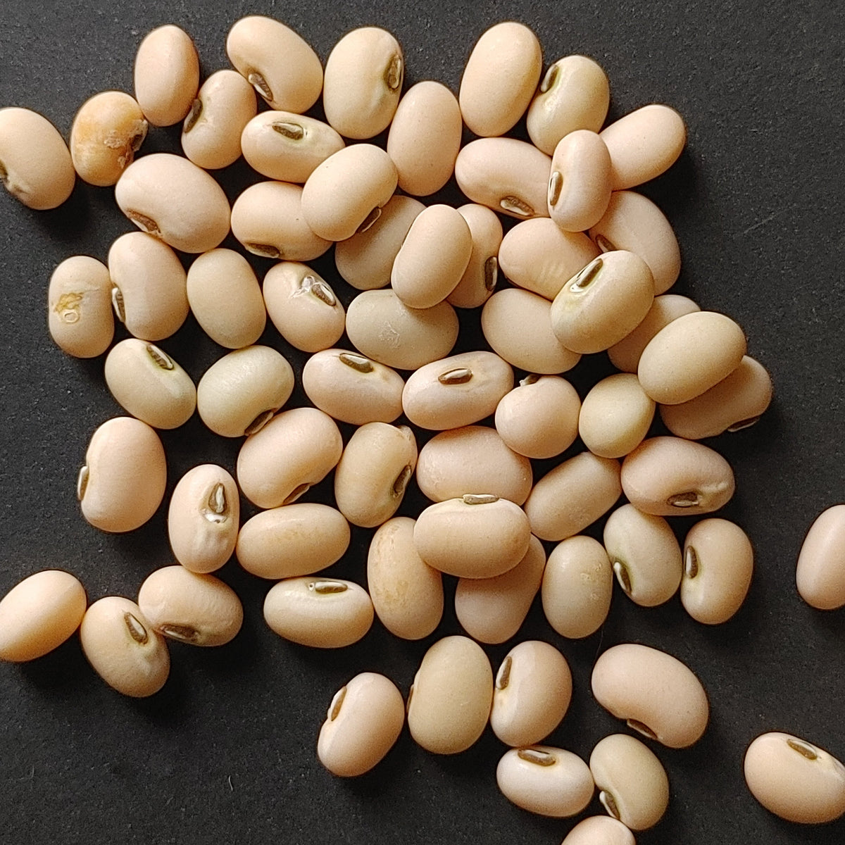 Fast Lady Northern Southern Cow Pea – Hawthorn Farm