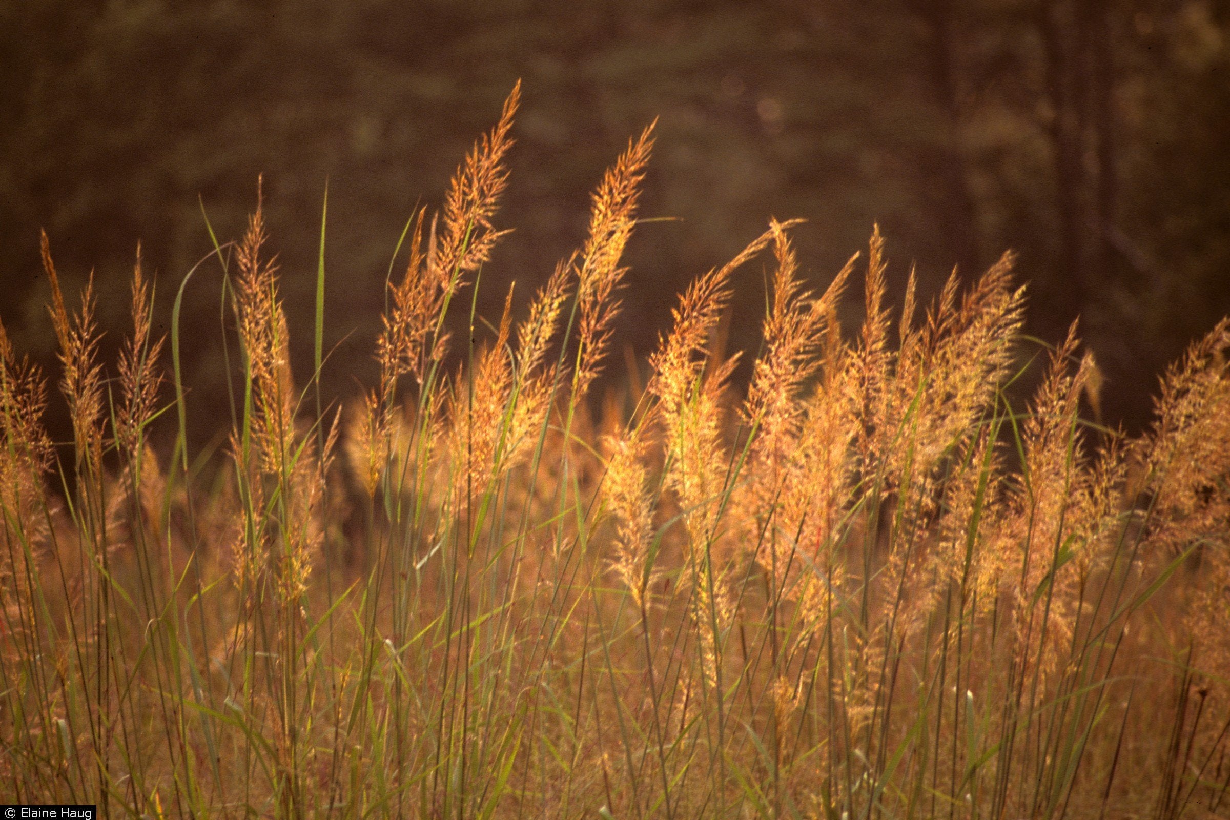 Indian Grass Hawthorn Farm