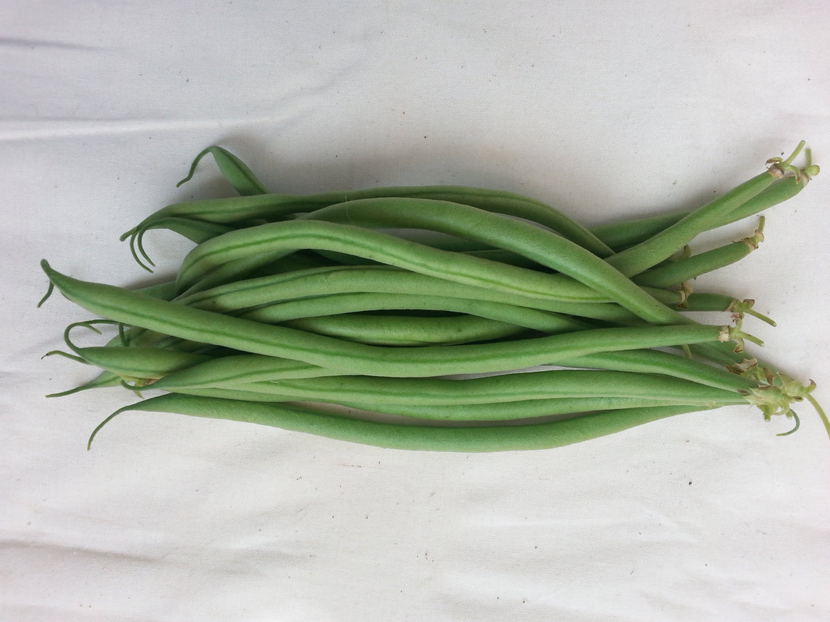 Maxibel French Filet Bean – Hawthorn Farm