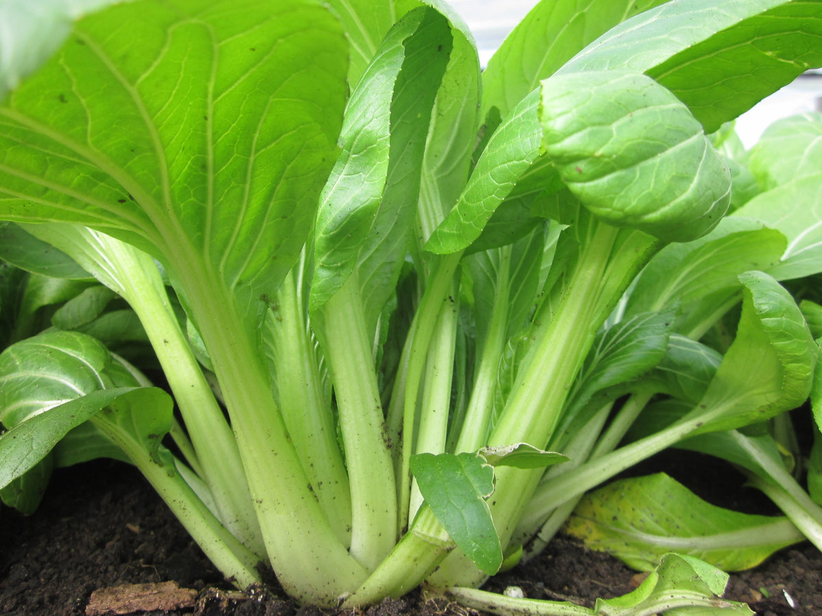 Shanghai Green Pak Choi (aka Bok Choy) – Hawthorn Farm