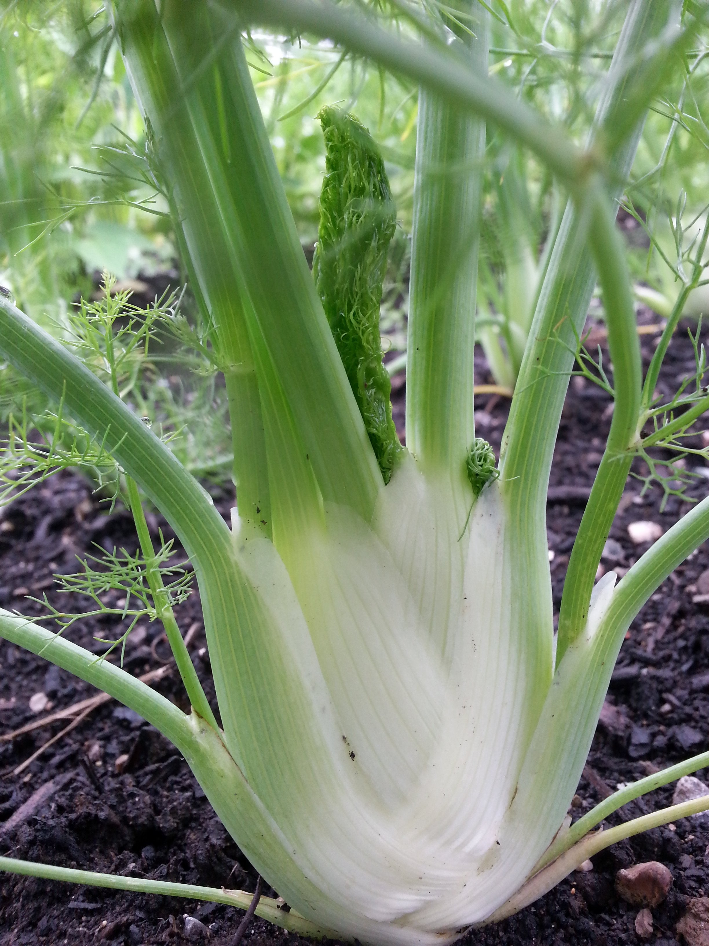 Perfection Fennel – Hawthorn Farm