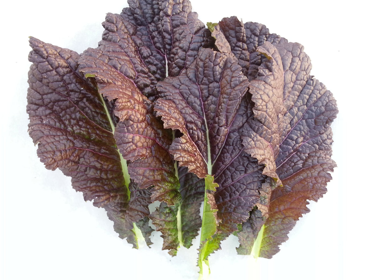 Mustard - Red Giant – Hawthorn Farm