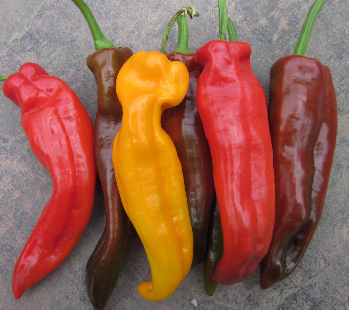 Sweet Sunset Italian – Hawthorn Farm